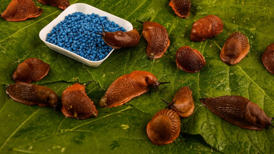 11 Natural Ways to Deter Garden Slugs