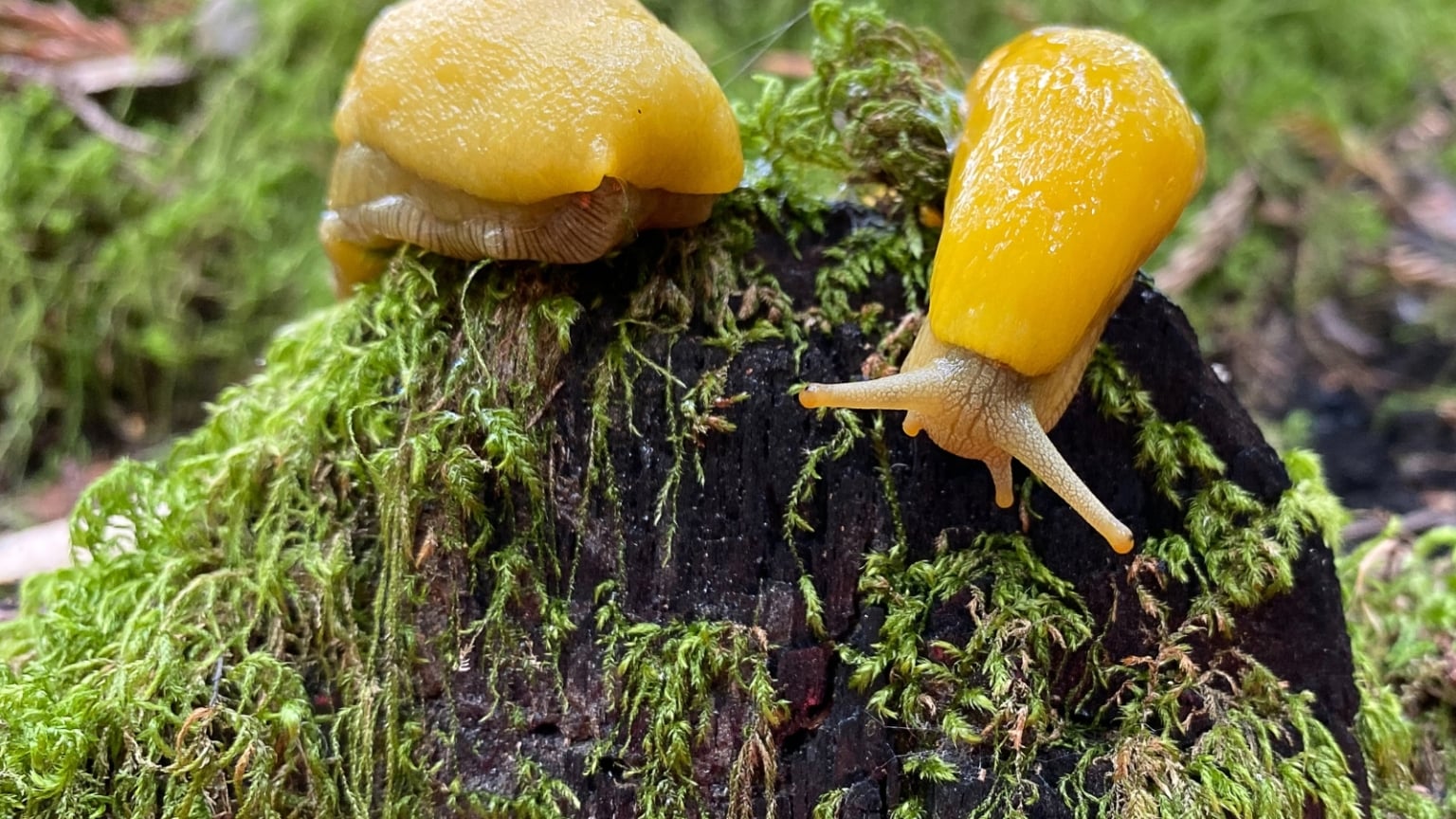 11 Natural Ways to Deter Garden Slugs