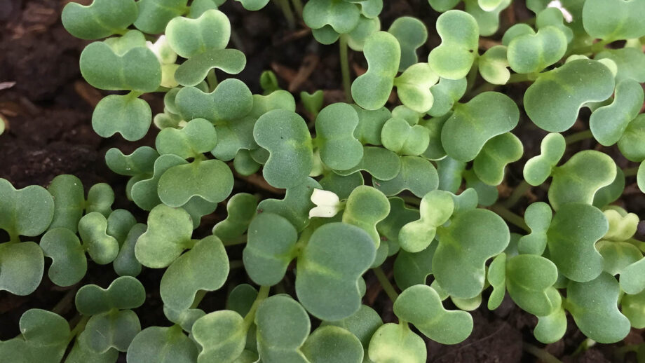 How to Grow Pak Choi Microgreens in 5 Easy Steps