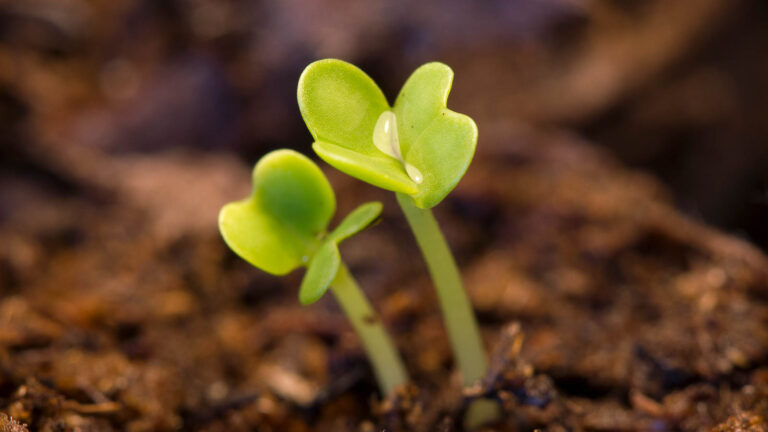 How to Grow Pak Choi Microgreens in 5 Easy Steps