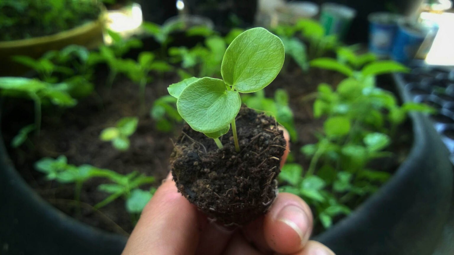 How to Plant, Grow, and Care for Passion Fruit