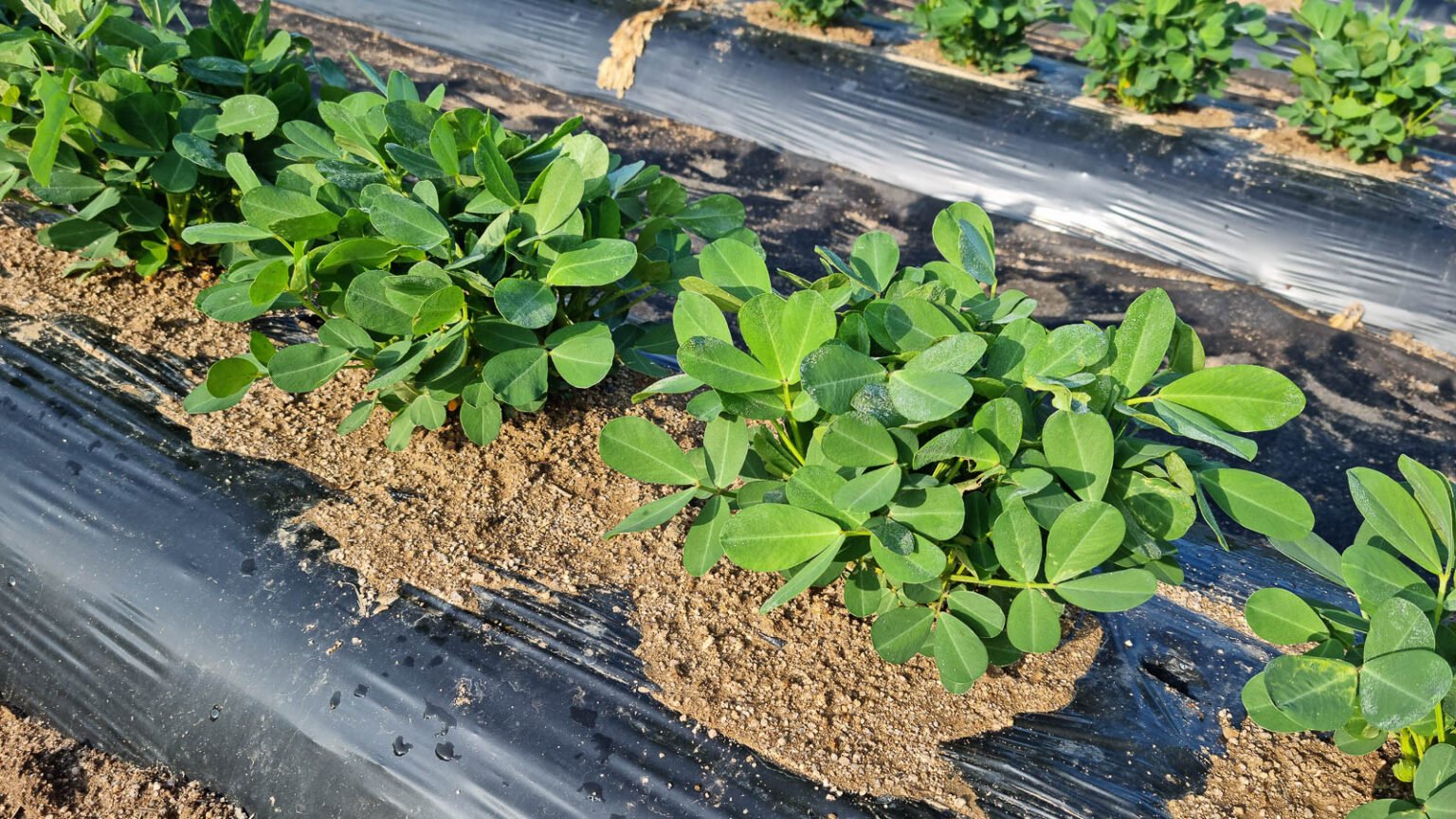 How to Plant, Grow, and Care for Peanuts