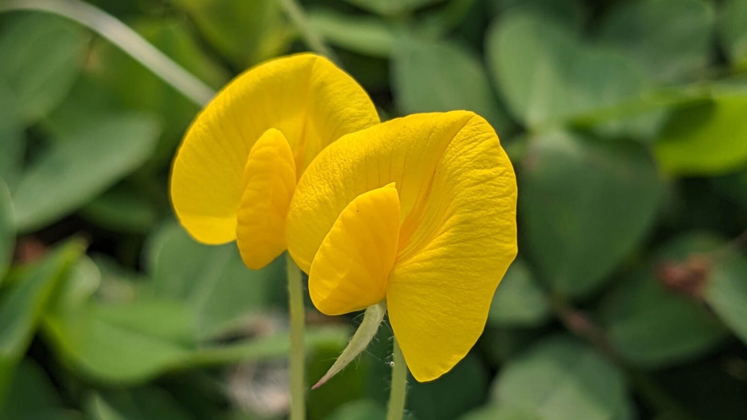 How to Plant, Grow, and Care for Peanuts