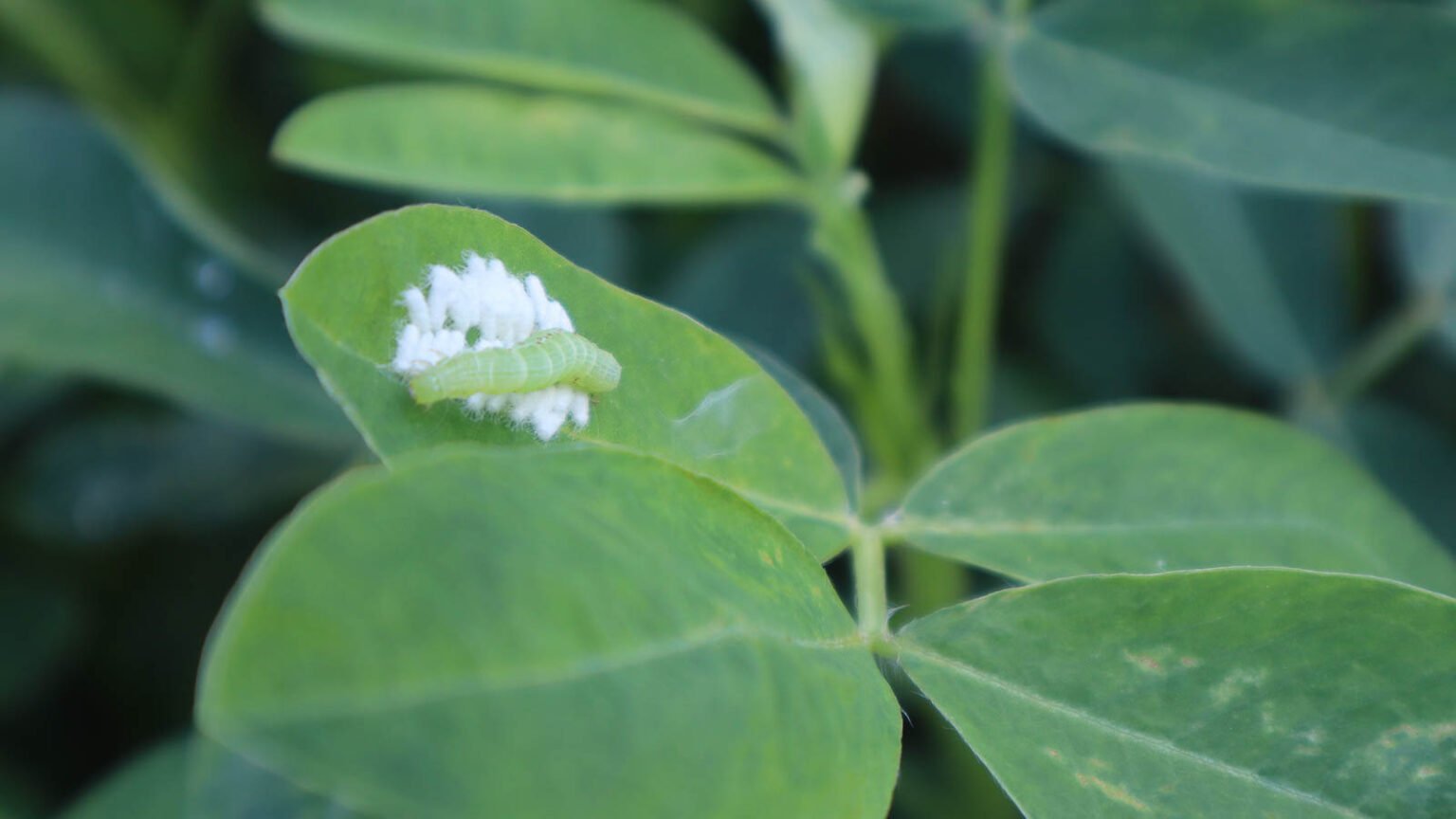How to Plant, Grow, and Care for Peanuts