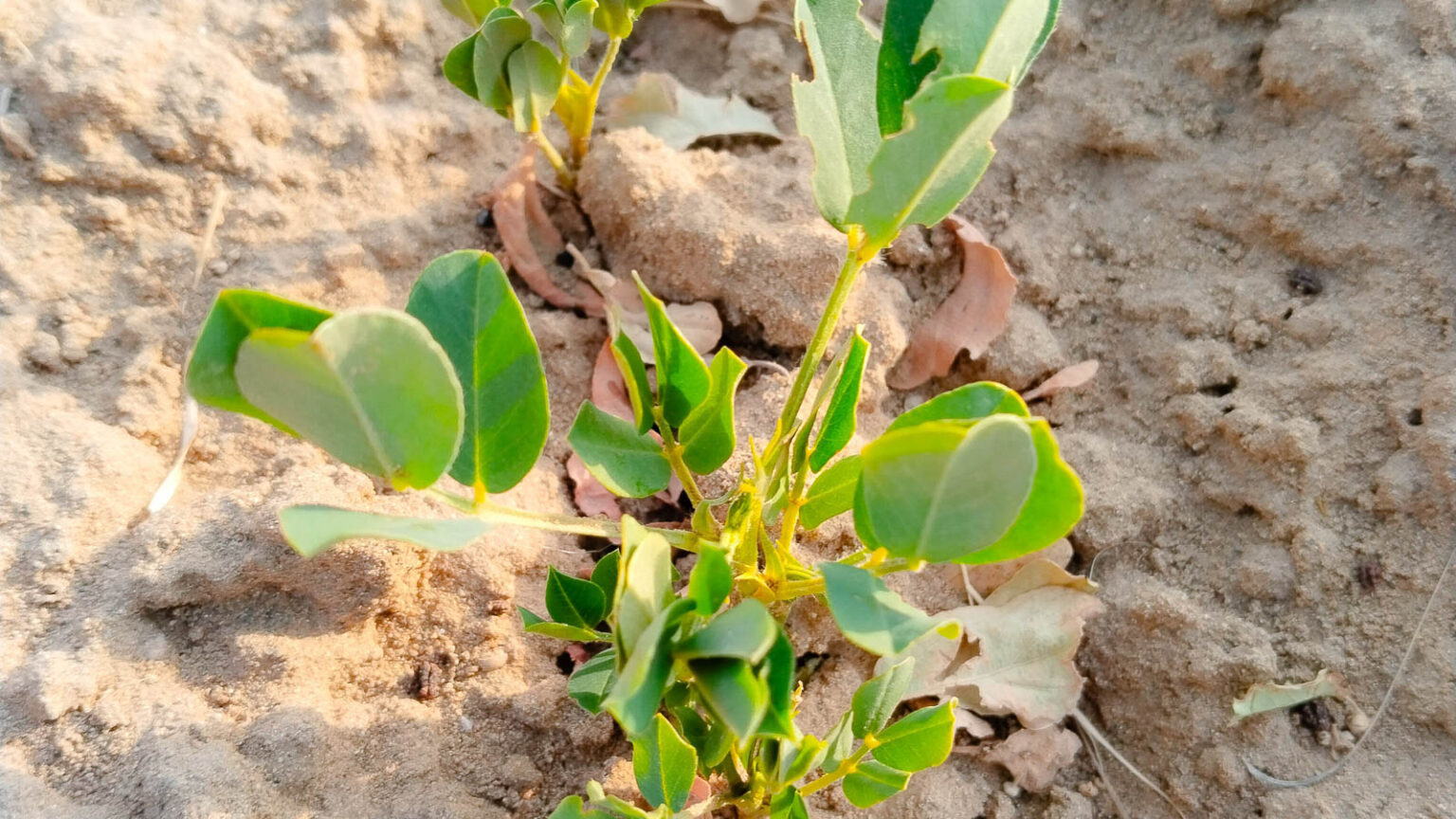 How to Plant, Grow, and Care for Peanuts