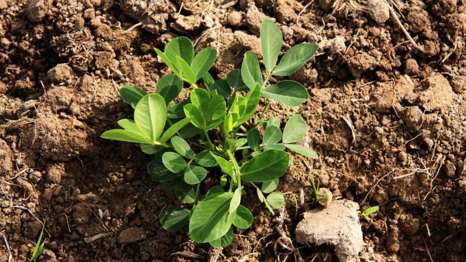 How to Plant, Grow, and Care for Peanuts