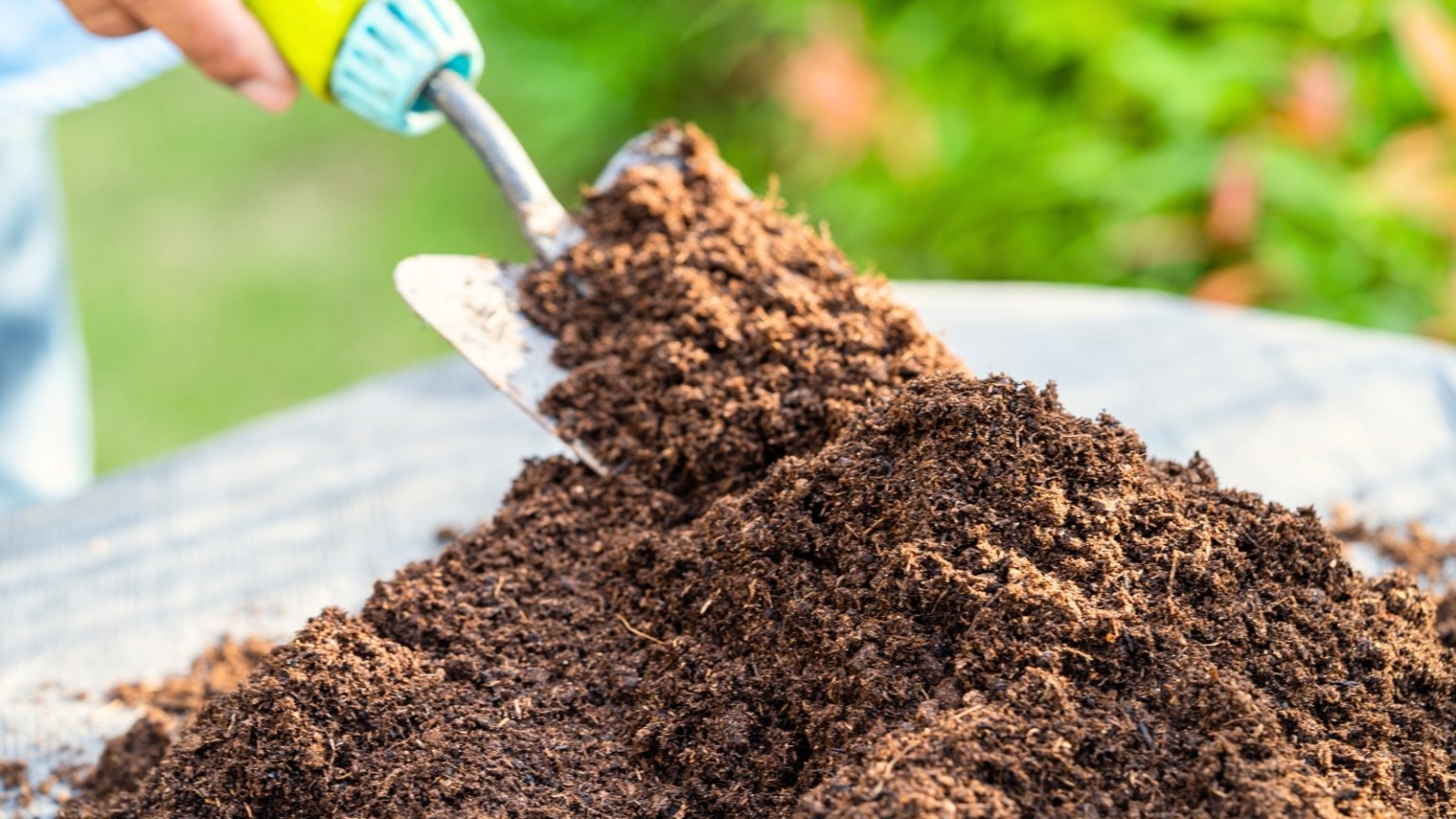 How to Plant, Grow, and Care for Dawn Redwood Trees