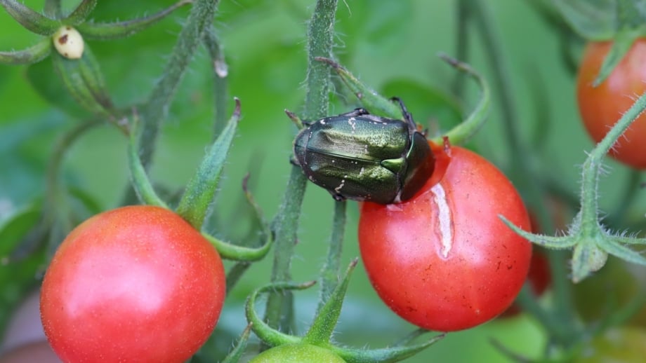 What's Eating My Tomatoes?