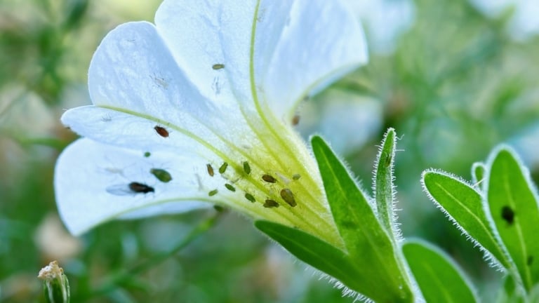 7 Petunia Pests: ID and Treatment