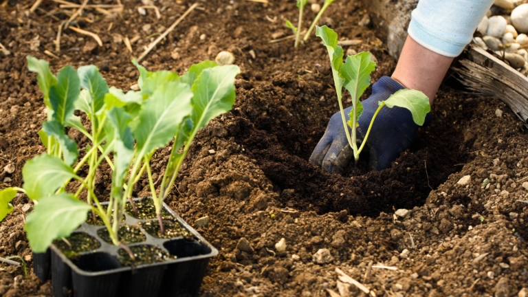 How to Grow Cauliflower in Raised Beds: A Complete Guide