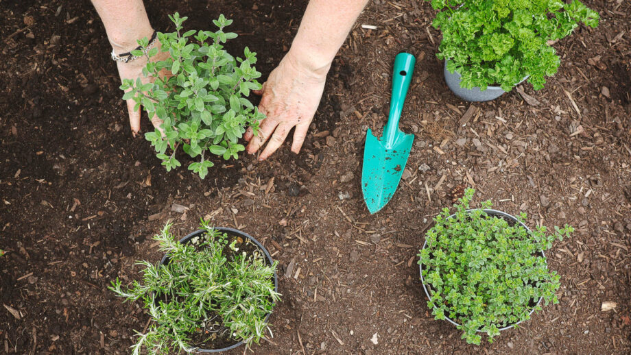 How to Plant, Grow, and Care for Marjoram