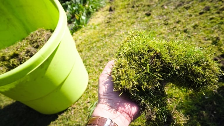How to Plant, Grow, and Care For a Moss Lawn