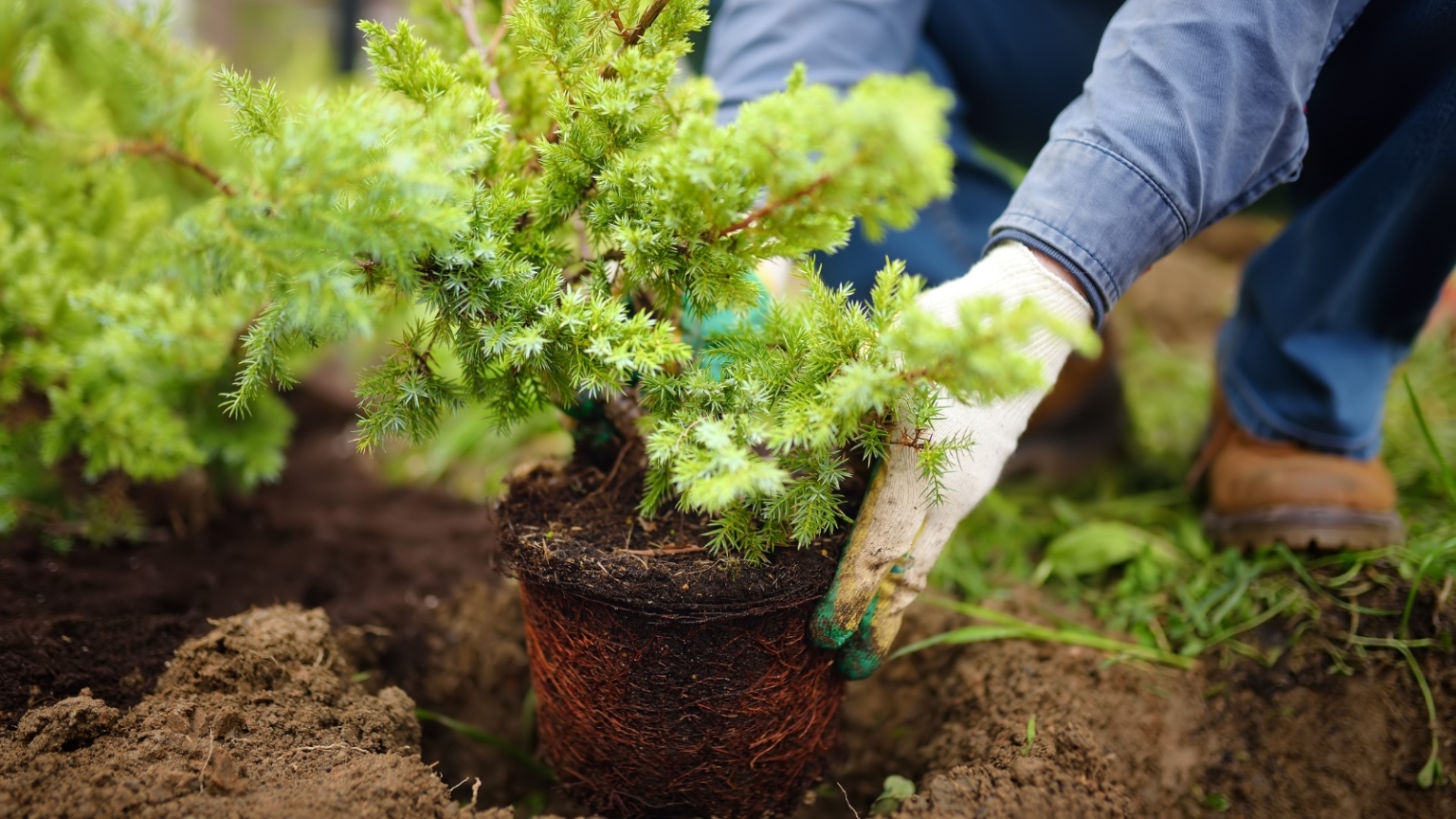 11 Garden Tasks To Do In August