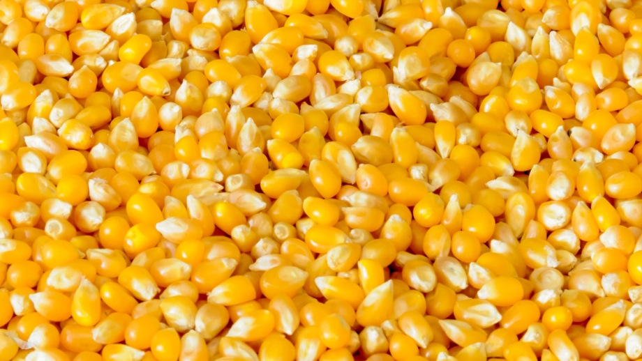 When To Harvest Corn For Perfect Ears - Epic Gardening