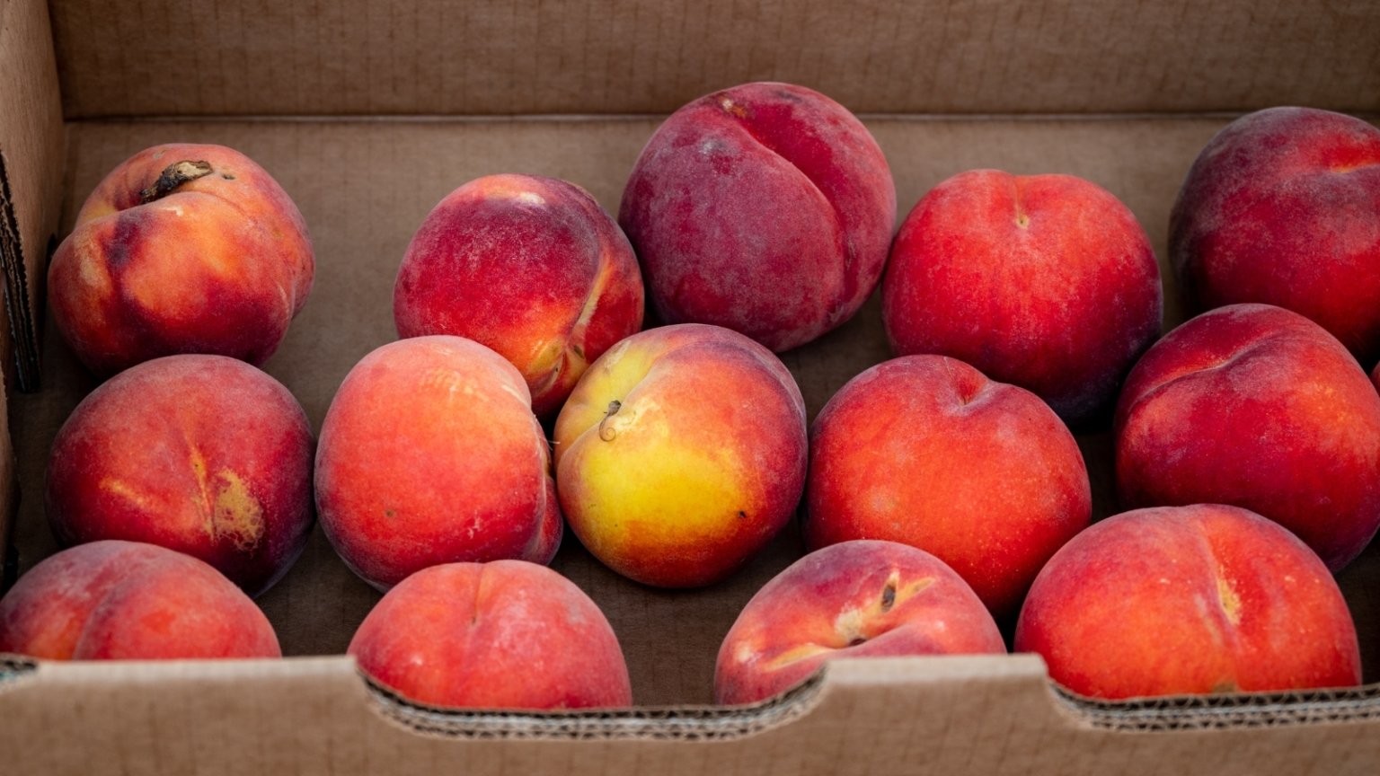 Harvesting Peaches: When and How to Pick Peaches