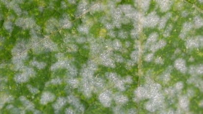 How to Plant, Grow, and Care for Cumin