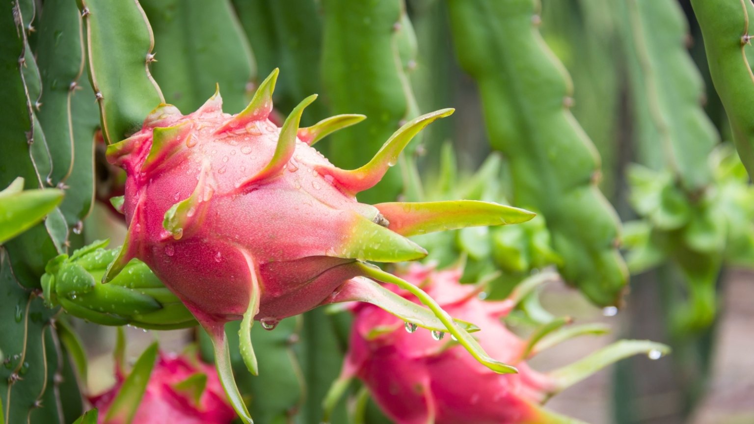 How to Grow Dragon Fruit From Seed: A Beginner Guide