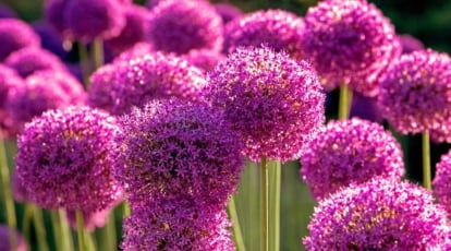 How to Plant, Grow, and Care for Giant Alliums