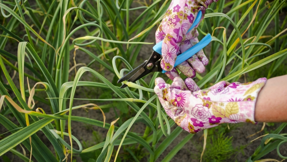 How to Plant, Grow, and Care for Chesnok Red Hardneck Garlic