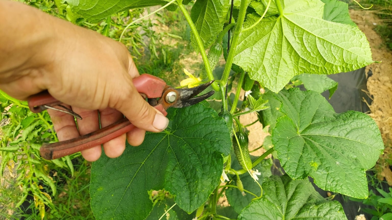 How to Prune Cucumbers for a Bigger Harvest