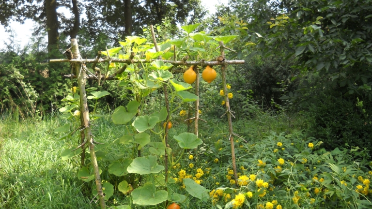 How To Grow Squash Vertically For the Best Harvest