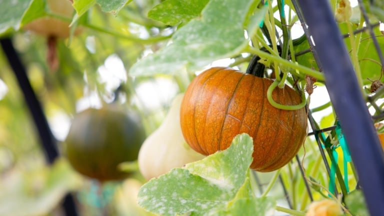 How To Grow Squash Vertically For the Best Harvest