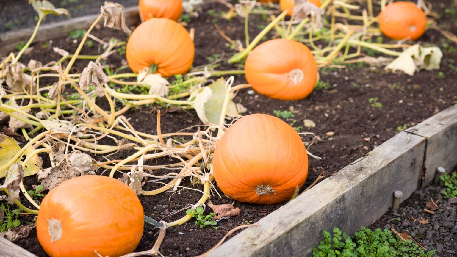 How to Grow Epic Pumpkins in Raised Beds