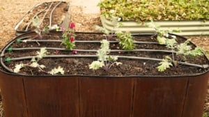 How to Set Up Irrigation for Raised Garden Beds