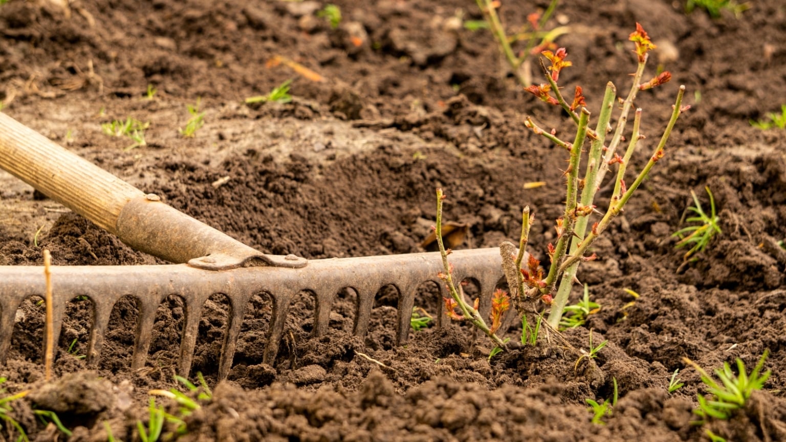 How to Plant, Grow, and Care for Drift Roses