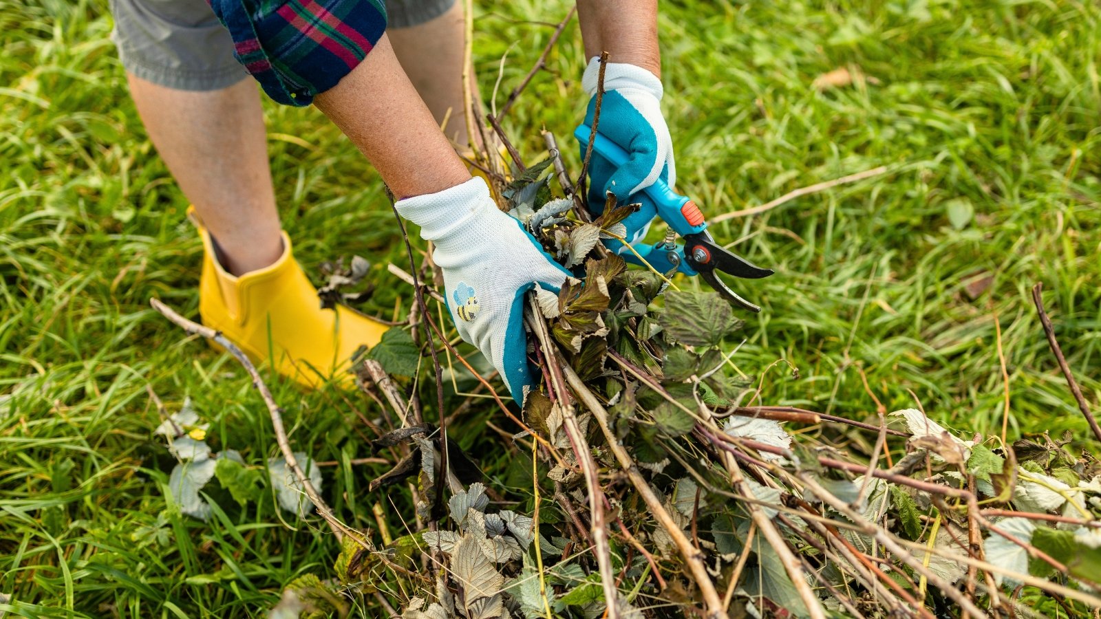 How to Prune Raspberries in 7 Steps