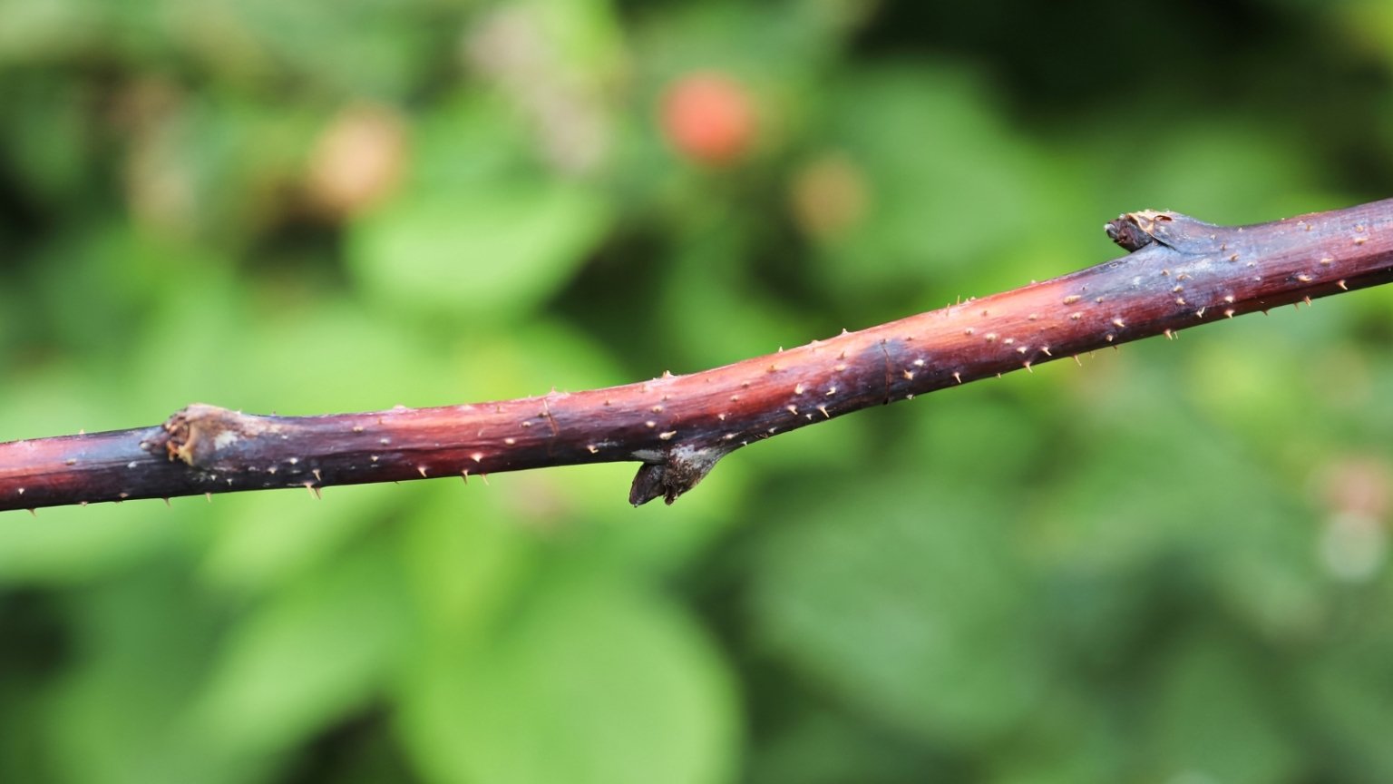 How to Prune Raspberries in 7 Steps