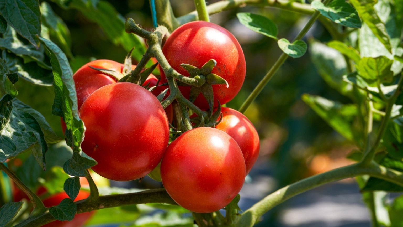 How to Plant, Grow, and Care for 'Moneymaker' Tomatoes