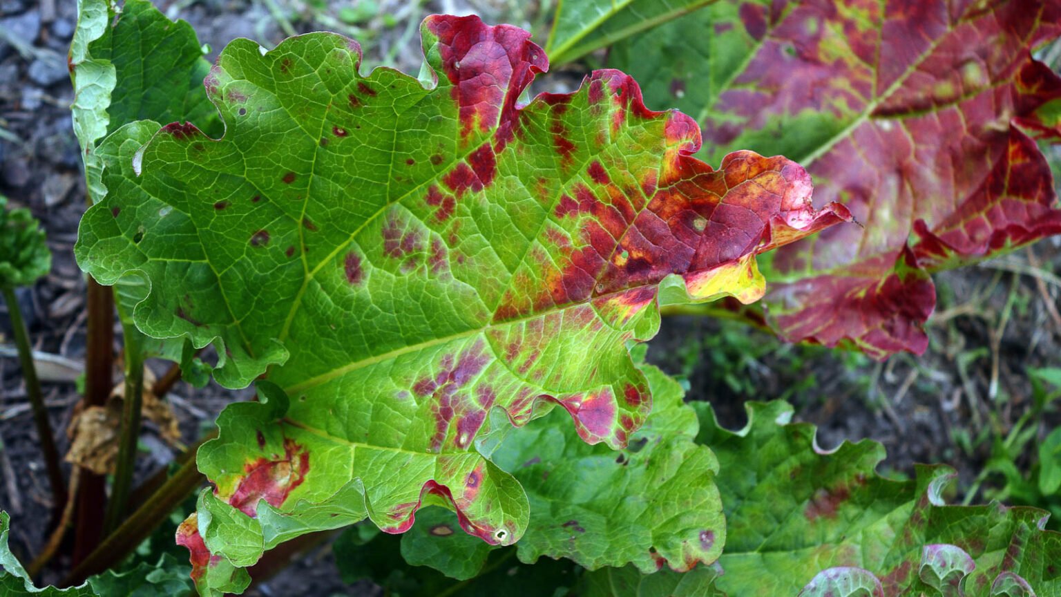 How to Plant, Grow, and Care for Rhubarb