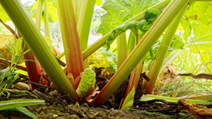How to Plant, Grow, and Care for Rhubarb