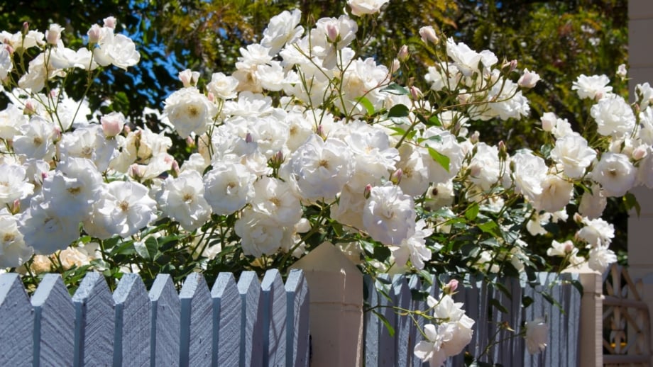 How to Plant, Grow, and Care for 'Iceberg' Roses