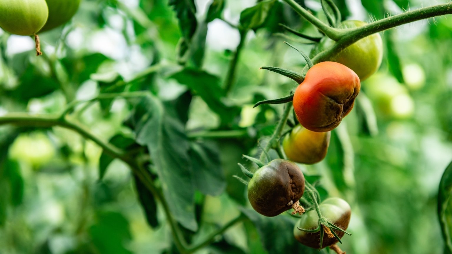 8 Causes of Mealy, Mushy Tomatoes