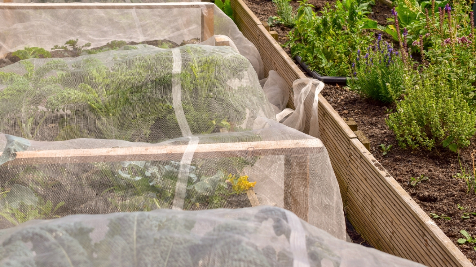 What are Trap Plants, and Do They Actually Work?