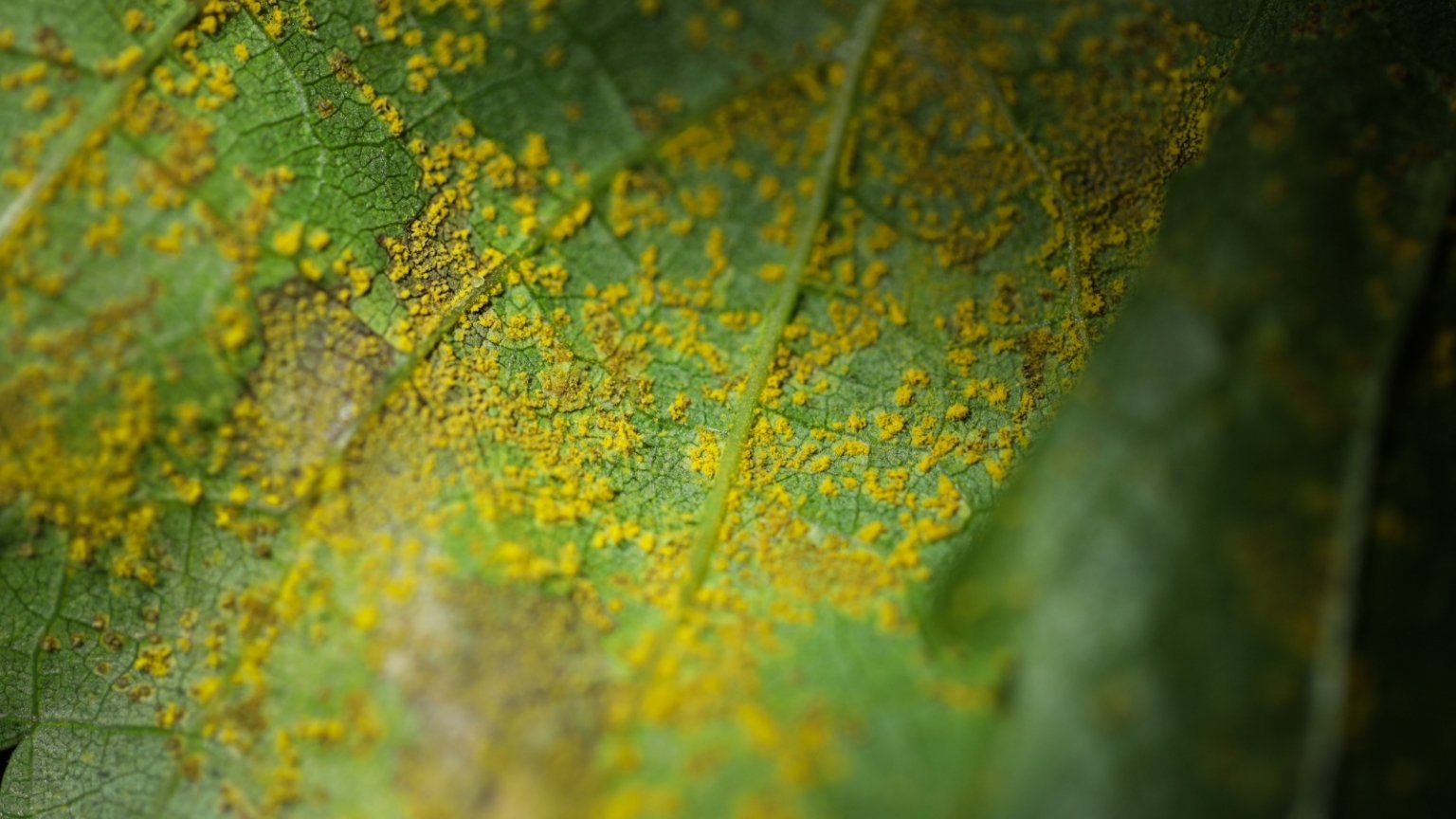 Brown Spots On Leaves: Causes and Solutions
