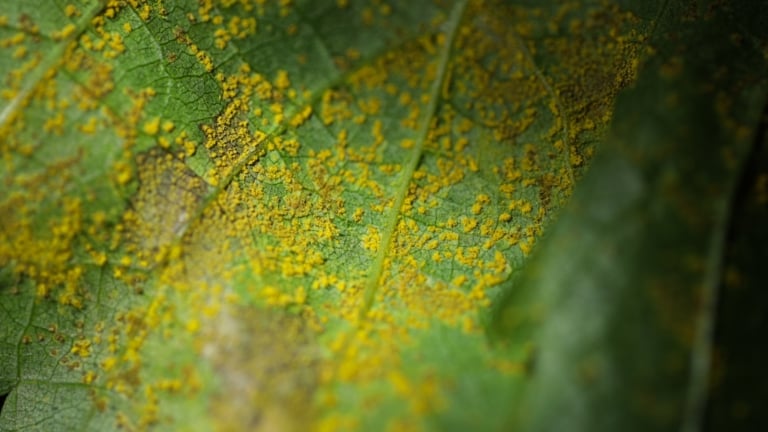 Brown Spots On Leaves: Causes and Solutions