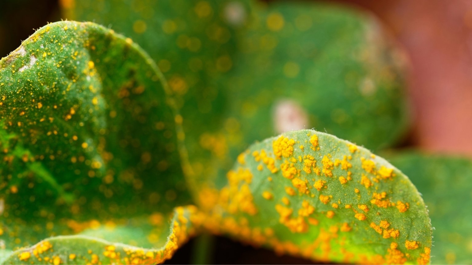 How to Use Sulfur Fungicide on Plants