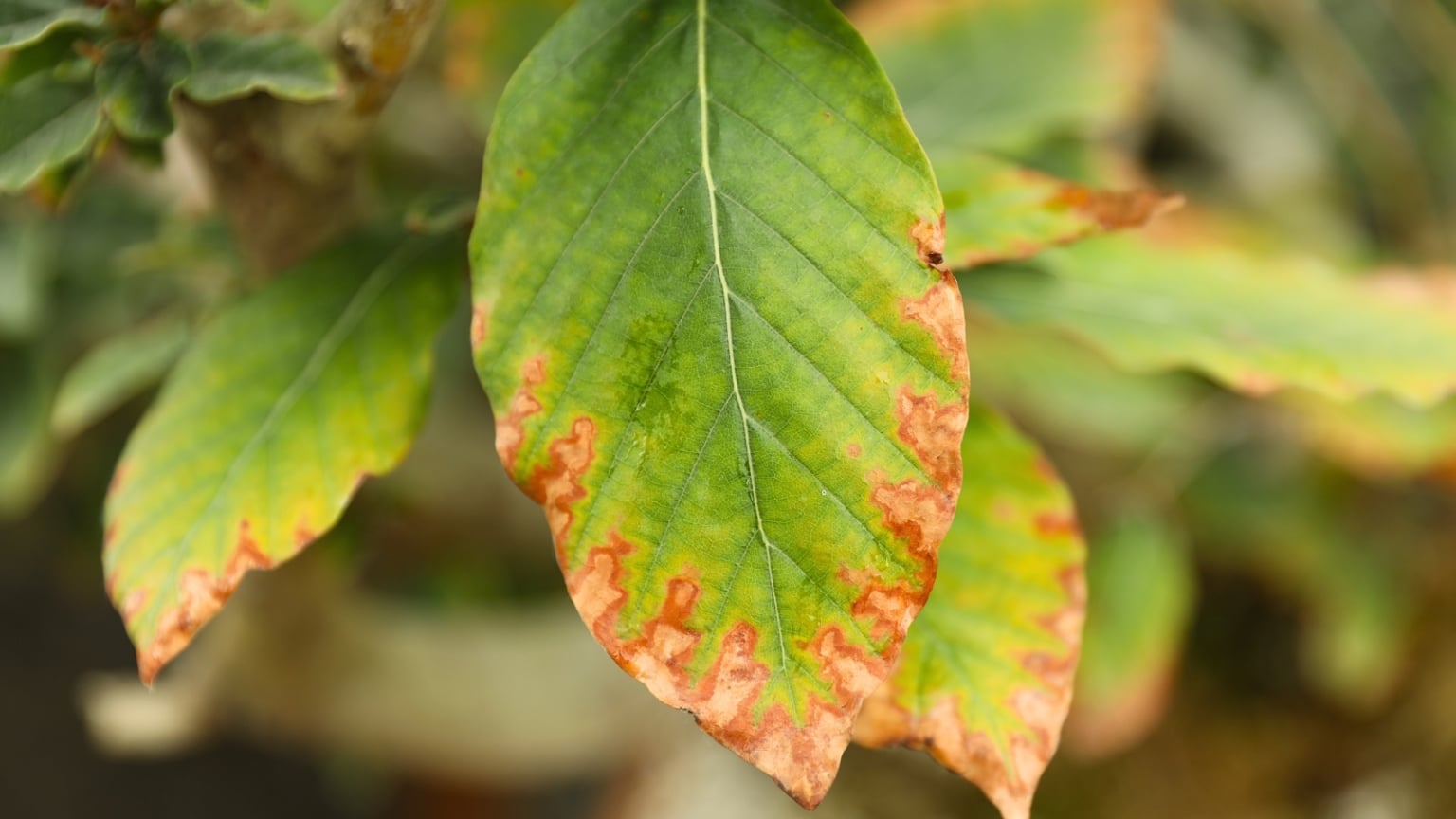 What is Salt Burn in Plants?