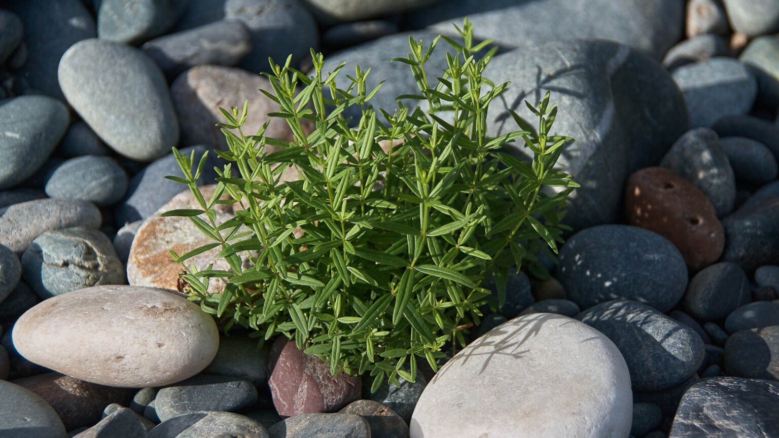 How to Plant, Grow, and Care for Savory