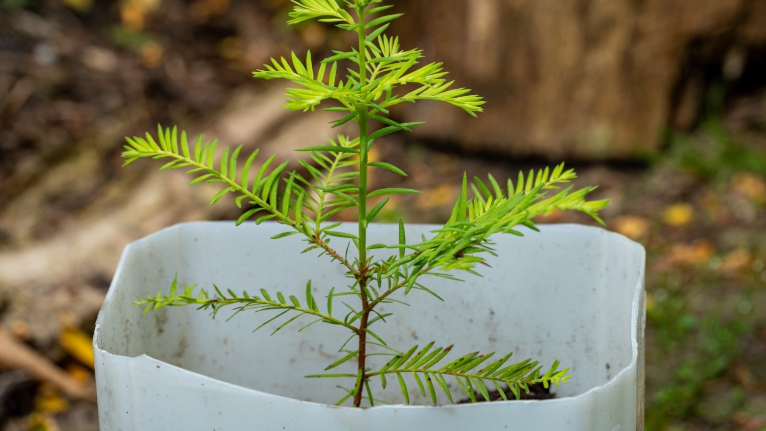 How to Plant, Grow, and Care for Giant Sequoia Trees