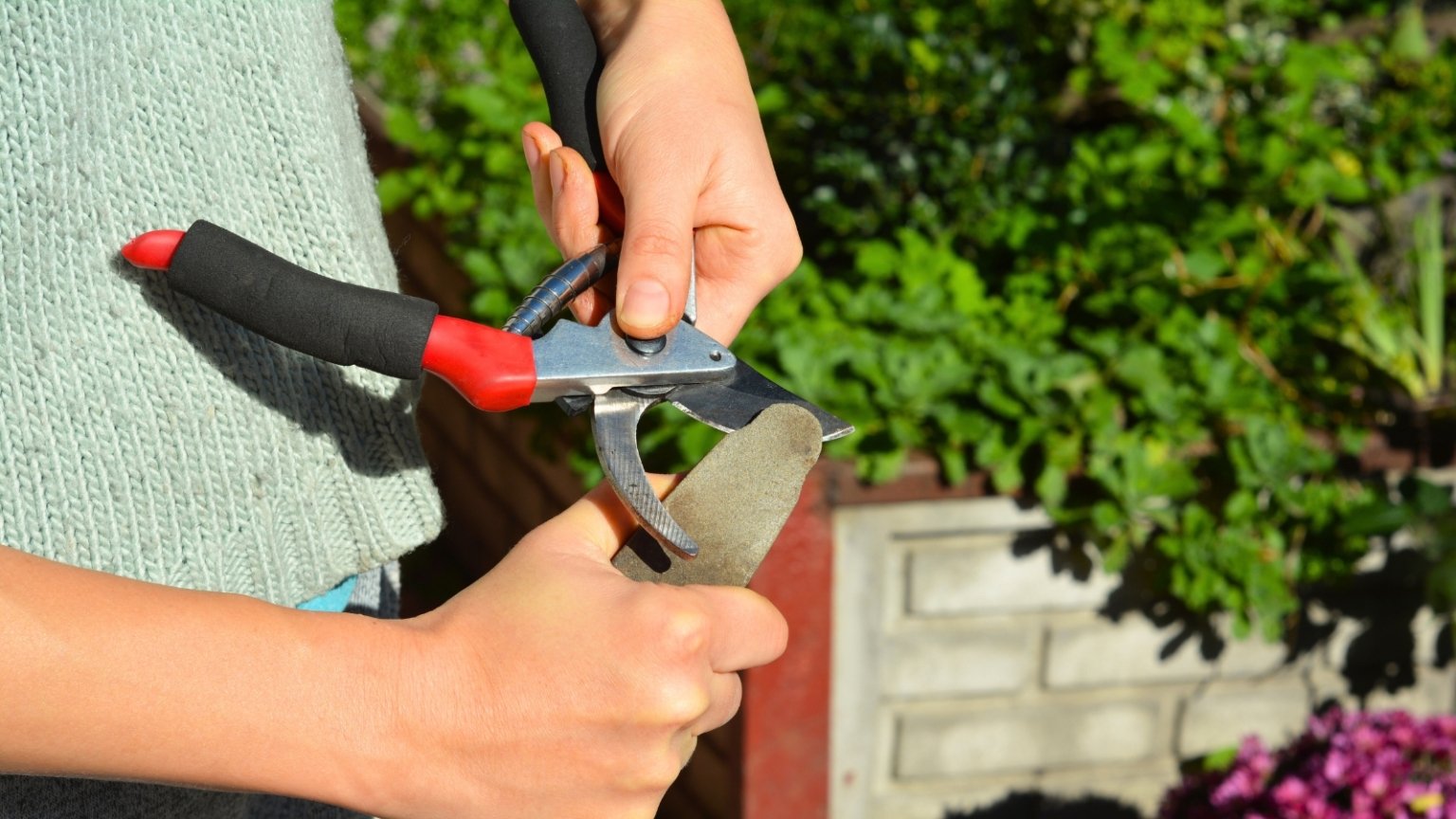 A Beginner's Guide to Cleaning and Disinfecting Your Garden Tools