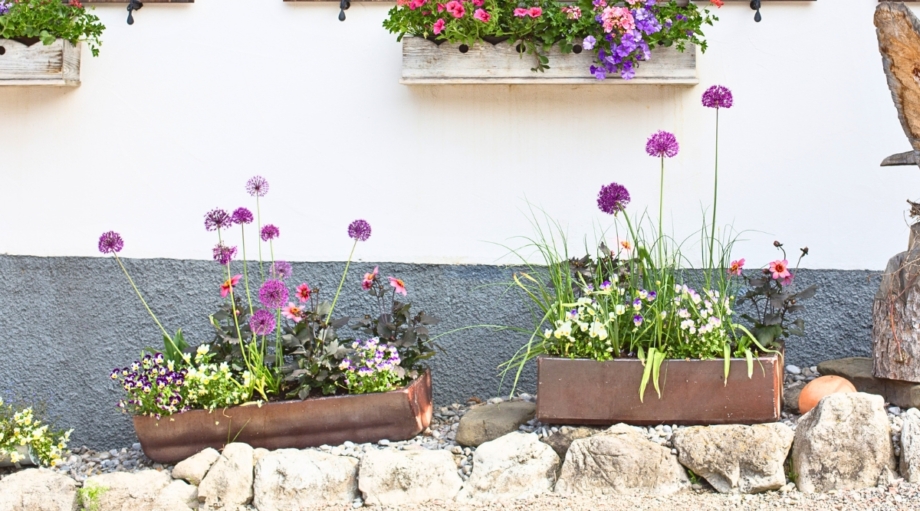 How to Plant, Grow, and Care for Giant Alliums