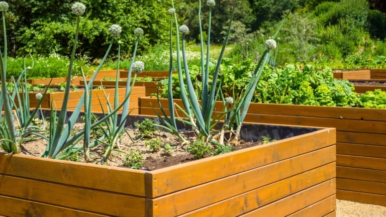 15 Best Raised Garden Bed Plants for Short-Season Climates