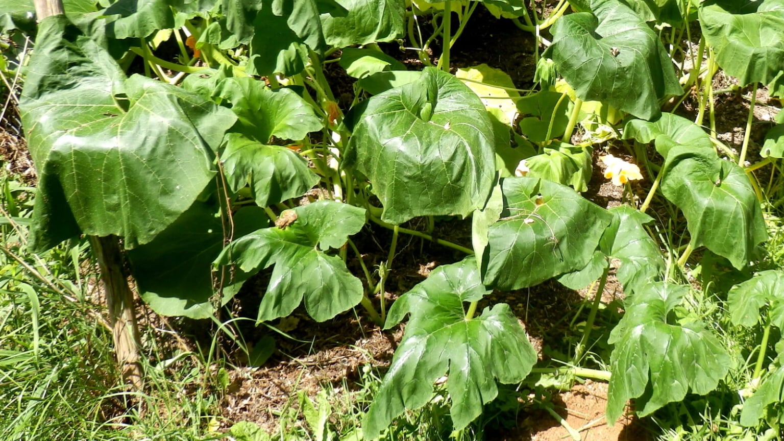 Pumpkin Plant Wilting: When to Worry and What to Do