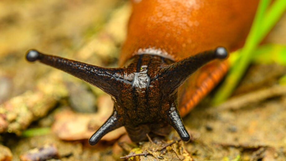 Snails and Slugs: What's The Difference?