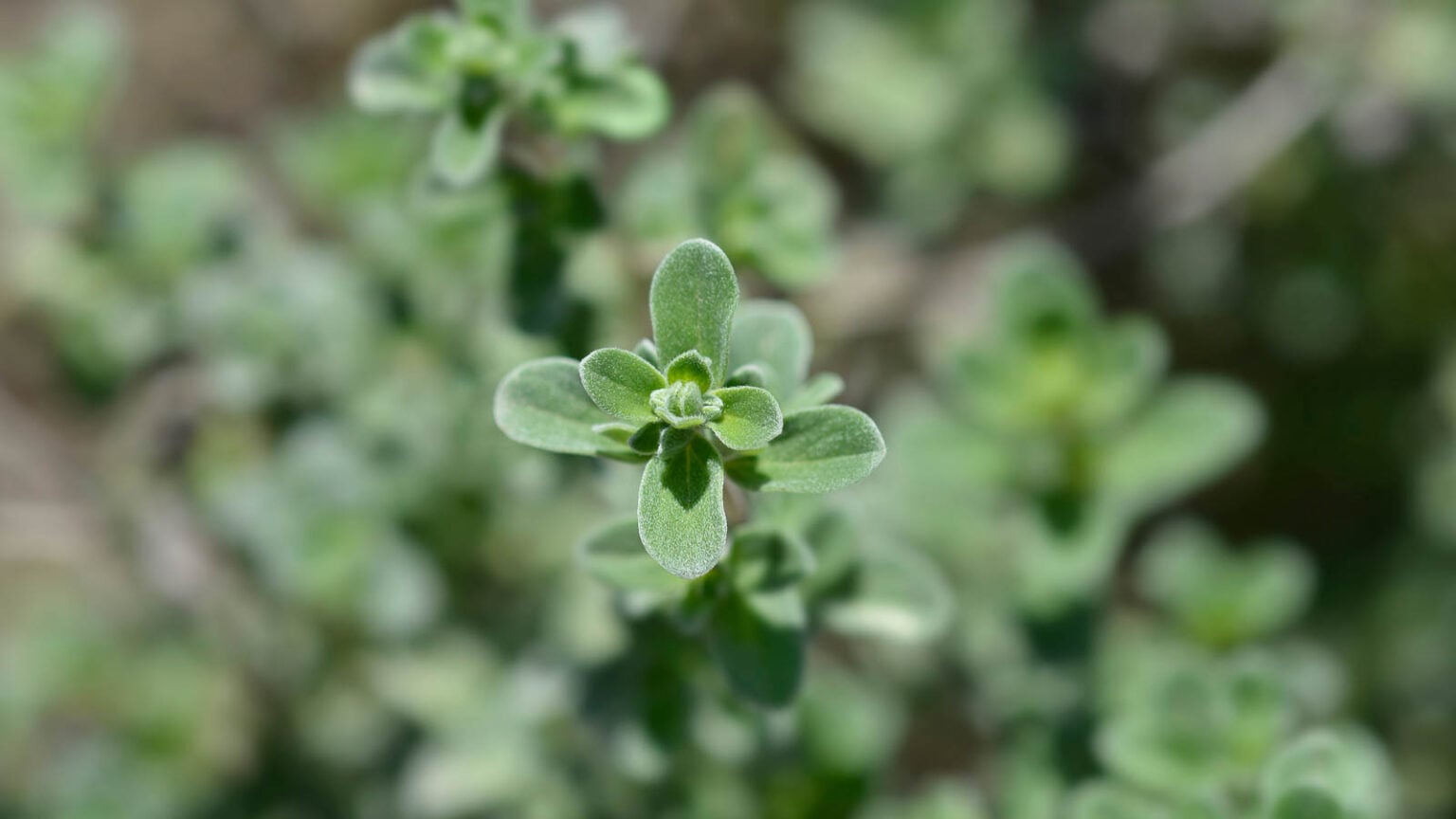 How to Plant, Grow, and Care for Marjoram