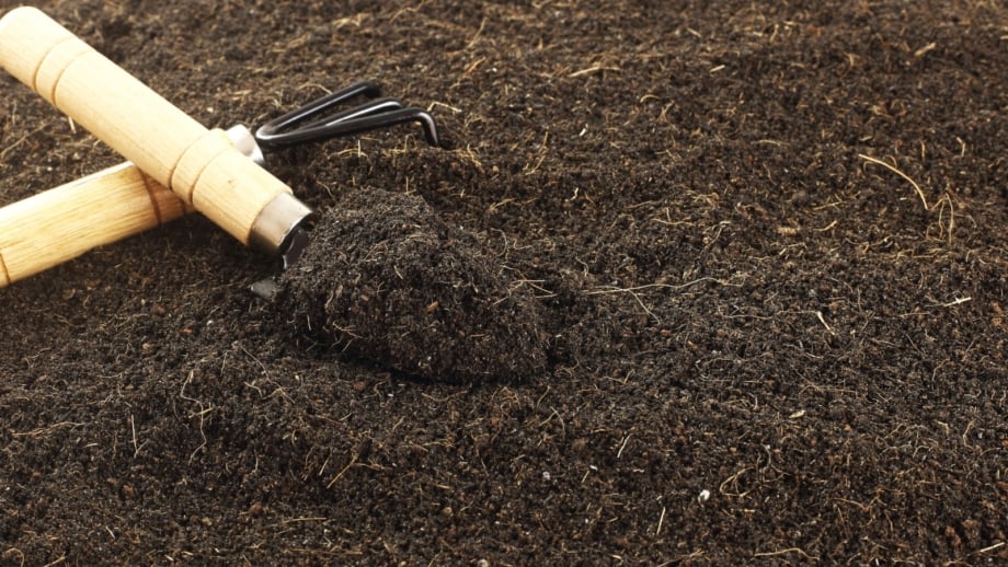 How to Plant, Grow, and Care For ‘Barbie Pink’ Guava Trees